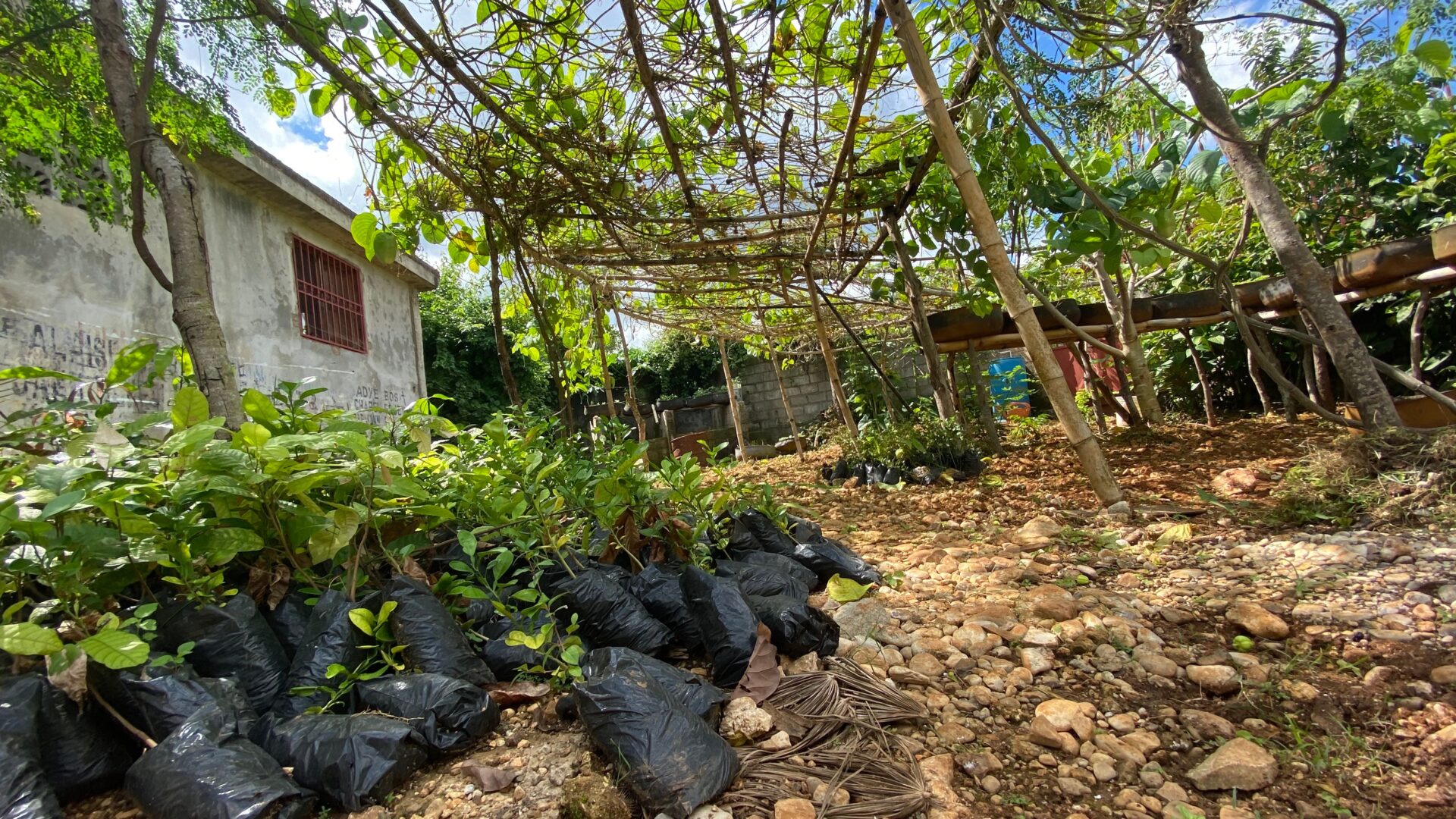 Replante Grand Anse Inc | Nurturing Lives & Restoring Nature